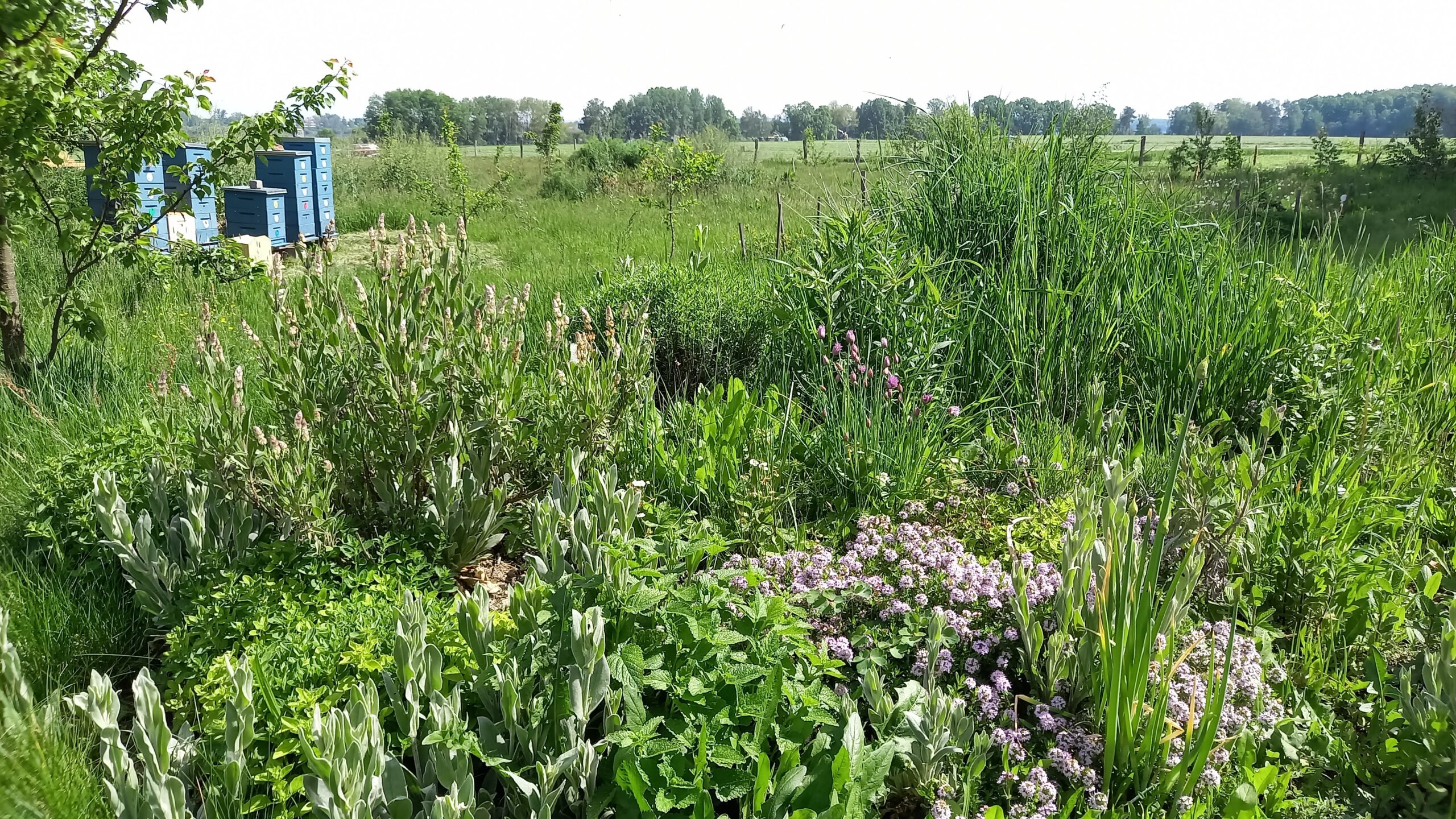 Buš i Les, Bošilec - Permakultura (CS)